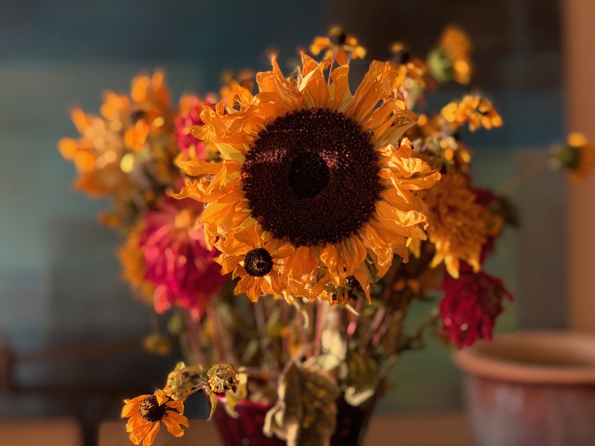 Fun with Depth Map Photos – Jeff Carlson | Never Enough Coffee Creations